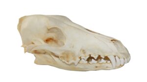 real coyote skull (cleaned and assembled adult american coyote skull)