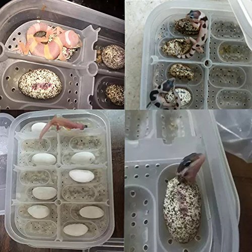 OMEM Reptile Breeding Box Reptile Lizard Incubation Box, Hatchery Box, Suitable for Hatching Snake, Lizards, Lions Mane, Reptiles (Random Color)