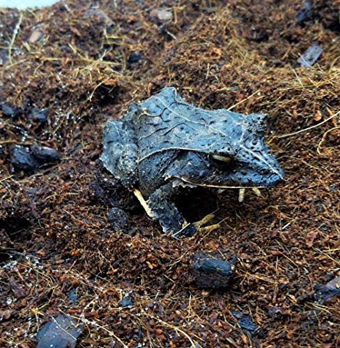 Josh's Frogs Solomon Island Leaf Frog Substrate (10 Quart)