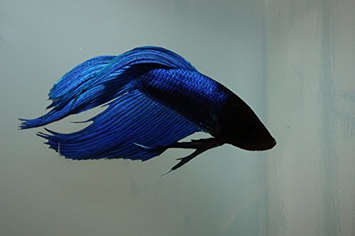 Betta Splendens Siamese Male Fighting Fish - Assorted Colors | Live Tropical Aquarium Fish