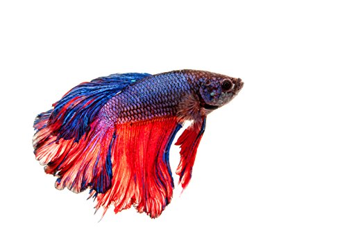 Betta Splendens Siamese Male Fighting Fish - Assorted Colors | Live Tropical Aquarium Fish