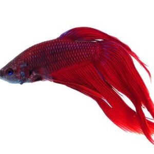 Betta Splendens Siamese Male Fighting Fish - Assorted Colors | Live Tropical Aquarium Fish