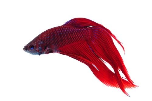 Betta Splendens Siamese Male Fighting Fish - Assorted Colors | Live Tropical Aquarium Fish