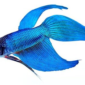 Betta Splendens Siamese Male Fighting Fish - Assorted Colors | Live Tropical Aquarium Fish