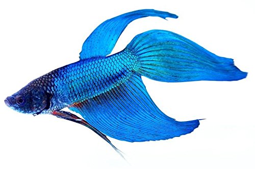 Betta Splendens Siamese Male Fighting Fish - Assorted Colors | Live Tropical Aquarium Fish