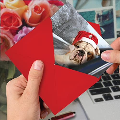 The Best Card Company Pack of 12 Christmas Greeting Cards with Envelopes, Adult Cartoon, Humor Holiday Box for Men and Women (1 Designs, 12 Each) - Doggie In The Window B6481FXSG