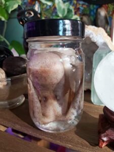 real preserved octopus wet specimen taxidermy oddities curiosities