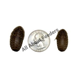 50 large dubia roaches in cup