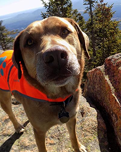 SafetyPUP XD - Reflective Dog Vest. Hi-Visibility, Fluorescent Blaze Orange Dog Vest Helps Protect Your Best Friend. Safeguard Your PUP from Motorists & Hunting Accidents, On or Off Leash. (Large)