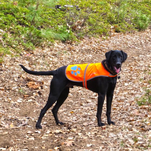 SafetyPUP XD - Reflective Dog Vest. Hi-Visibility, Fluorescent Blaze Orange Dog Vest Helps Protect Your Best Friend. Safeguard Your PUP from Motorists & Hunting Accidents, On or Off Leash. (Large)