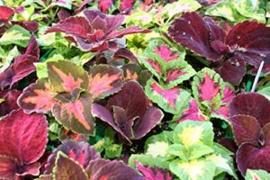 400+ coleus seeds- rainbow mix- 90% germ.