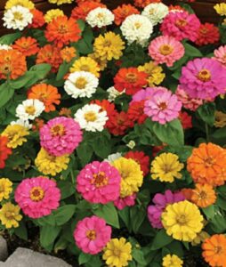 zinnia seeds- thumbelina mix- 200+ seeds