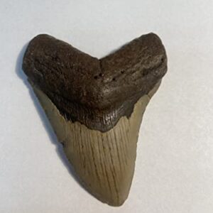 Authentic Megalodon Shark Tooth (Carcharodon megalodon)