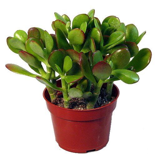 Jade Plant - Crassula ovata - Easy to Grow - 4" Pot