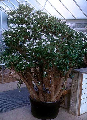 Jade Plant - Crassula ovata - Easy to Grow - 4" Pot