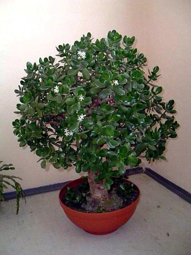 Jade Plant - Crassula ovata - Easy to Grow - 4" Pot