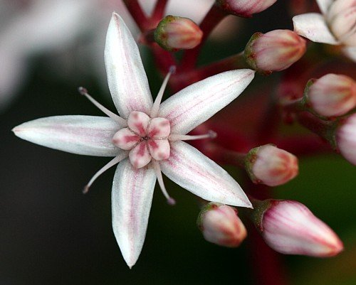 Jade Plant - Crassula ovata - Easy to Grow - 4" Pot