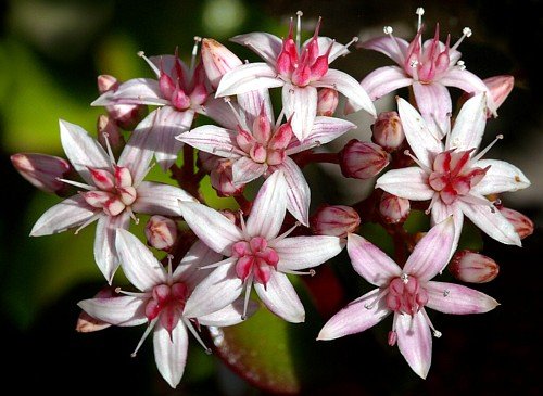 Jade Plant - Crassula ovata - Easy to Grow - 4" Pot