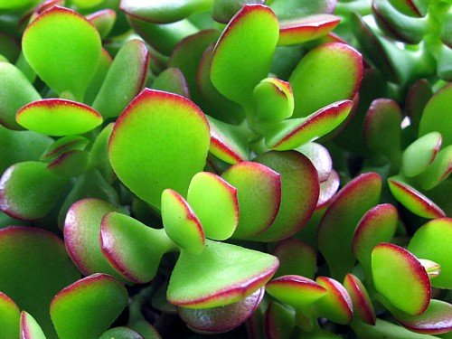 Jade Plant - Crassula ovata - Easy to Grow - 4" Pot