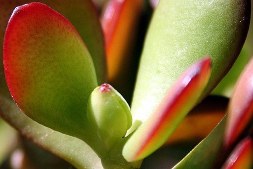 Jade Plant - Crassula ovata - Easy to Grow - 4" Pot