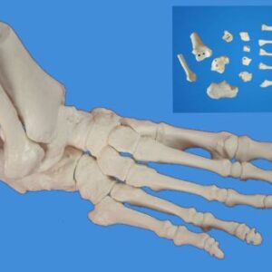 Wellden Medical Anatomical Foot Skeleton Model,disarticulated and Assembled by Magnets, Life Size