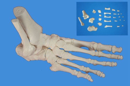 Wellden Medical Anatomical Foot Skeleton Model,disarticulated and Assembled by Magnets, Life Size