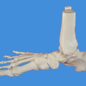 Wellden Medical Anatomical Foot Skeleton Model,disarticulated and Assembled by Magnets, Life Size