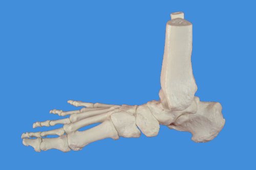 Wellden Medical Anatomical Foot Skeleton Model,disarticulated and Assembled by Magnets, Life Size