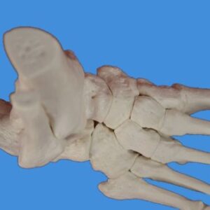 Wellden Medical Anatomical Foot Skeleton Model,disarticulated and Assembled by Magnets, Life Size