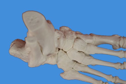 Wellden Medical Anatomical Foot Skeleton Model,disarticulated and Assembled by Magnets, Life Size