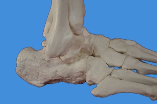 Wellden Medical Anatomical Foot Skeleton Model,disarticulated and Assembled by Magnets, Life Size