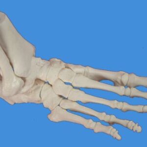 Wellden Medical Anatomical Foot Skeleton Model,disarticulated and Assembled by Magnets, Life Size