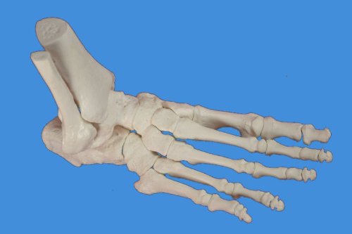 Wellden Medical Anatomical Foot Skeleton Model,disarticulated and Assembled by Magnets, Life Size