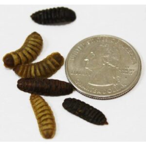 Tasty Grubs 1lb Dried Black Soldier Fly Larvae Bag Made in USA