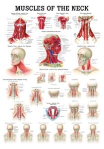 muscles of the neck laminated anatomy chart