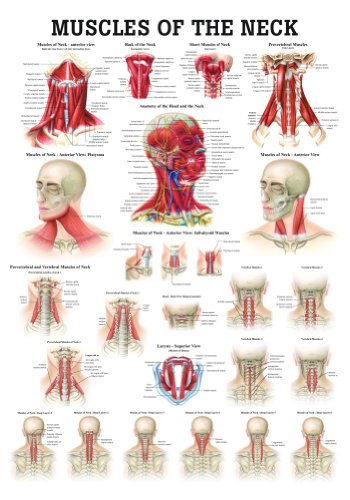 Muscles of the Neck Laminated Anatomy Chart