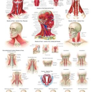 Muscles of the Neck Laminated Anatomy Chart