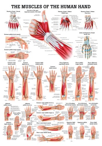 Anatomical Worldwide PO55E Muscles of The Hand Laminated Anatomy Chart