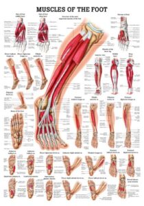 muscles of the foot laminated anatomy chart