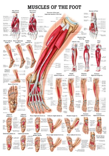 Muscles of The Foot Laminated Anatomy Chart