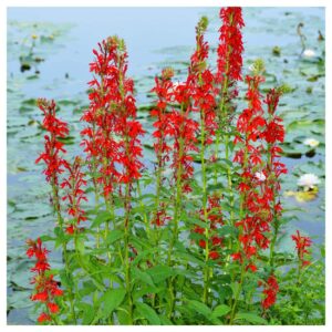 Everwilde Farms - 2000 Cardinal Flower Native Wildflower Seeds - Gold Vault Jumbo Seed Packet