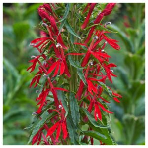 Everwilde Farms - 2000 Cardinal Flower Native Wildflower Seeds - Gold Vault Jumbo Seed Packet