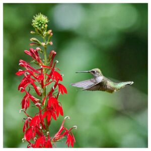 Everwilde Farms - 2000 Cardinal Flower Native Wildflower Seeds - Gold Vault Jumbo Seed Packet