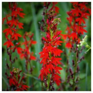 Everwilde Farms - 2000 Cardinal Flower Native Wildflower Seeds - Gold Vault Jumbo Seed Packet