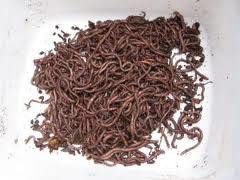 BESTBAIT 1 LB. European Nightcrawlers Approx. 250-300 Count Composting Worms Fishing Worms