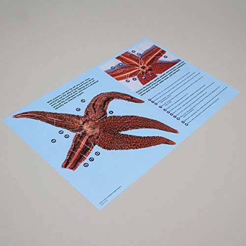 Carolina Starfish Dissection Mat