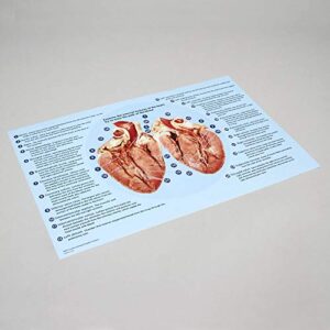 Carolina Heart Dissection Mat