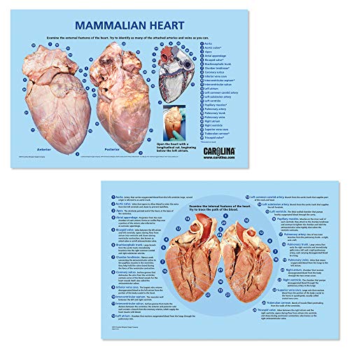 Carolina Heart Dissection Mat