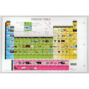 Carolina Student Infographic Periodic Table