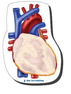 Heart Sticking Notes, Human Heart 2 Pack-100 Sheets Per Pack Physician, Cardiologists, Cardiovascular, pulmanary